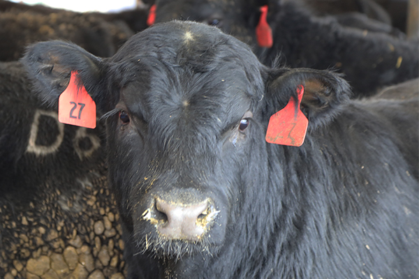 KB ANGUS - Striving for Genetic Excellence with Enhanced EPD's