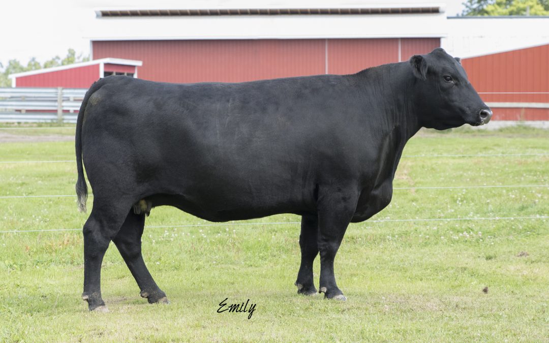 Sale Results Archives - KB ANGUS