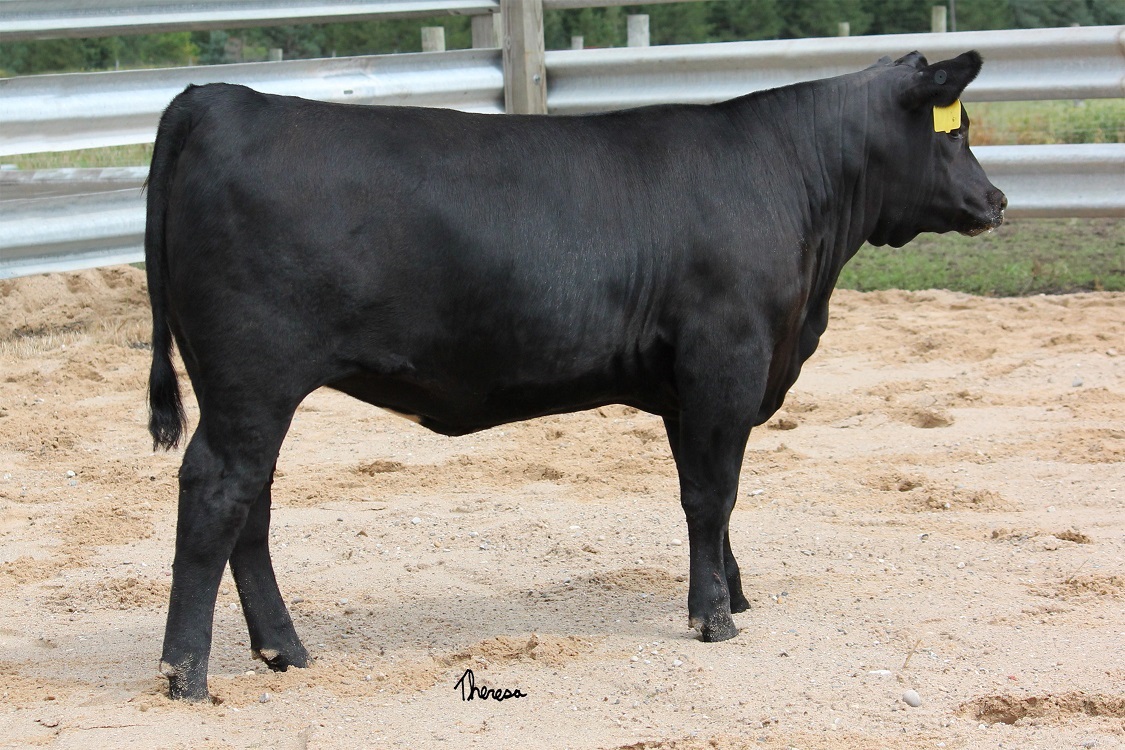2016 Michigan Angus Fall Sale - KB ANGUS