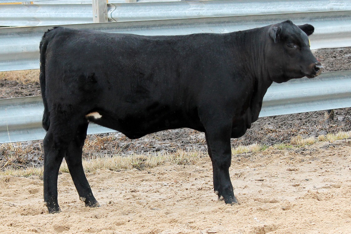 2016 Michigan Angus Fall Sale - KB ANGUS