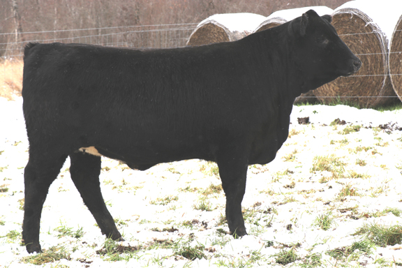 KB-Eisa Erica of 0252 F09 - KB ANGUS