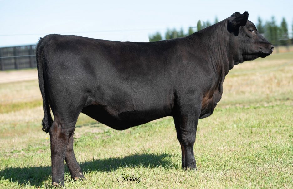 Great Lakes Region Angus Sale - KB ANGUS