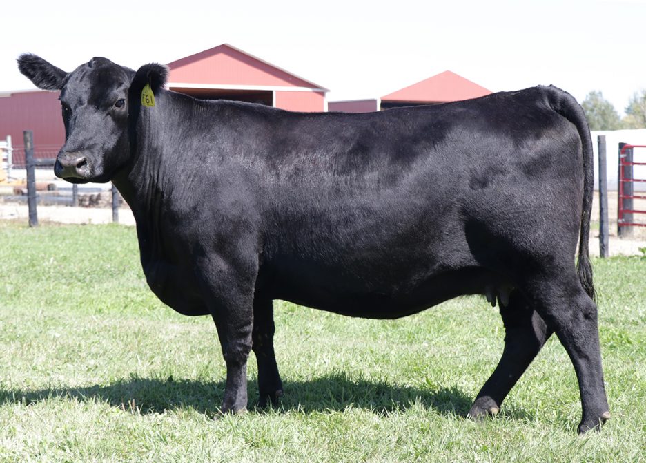 Great Lakes Region Angus Sale - KB ANGUS