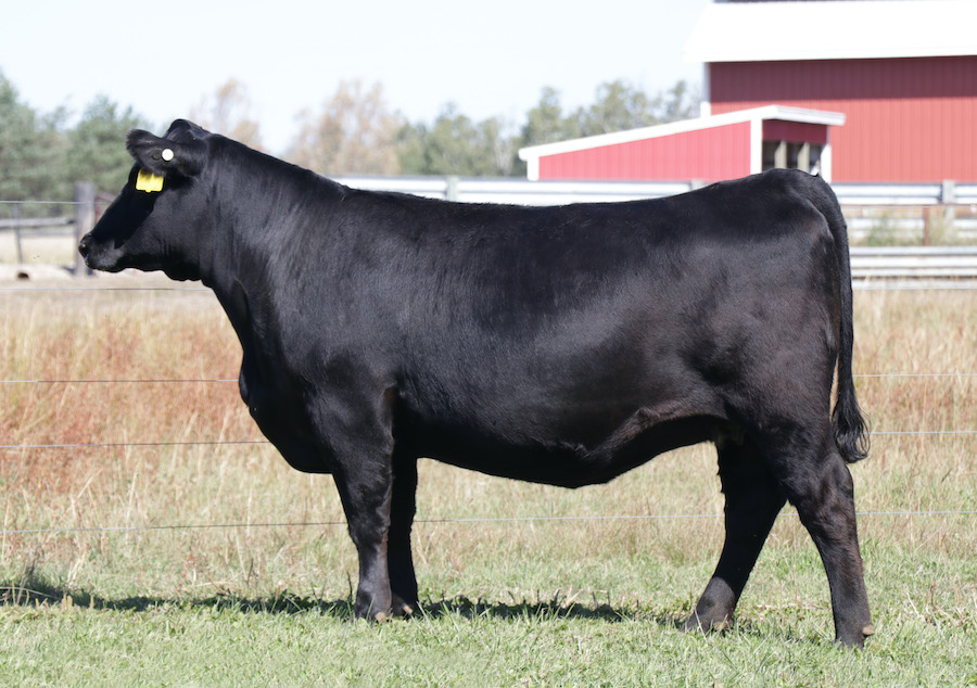 Great Lakes Region Angus Sale - KB ANGUS