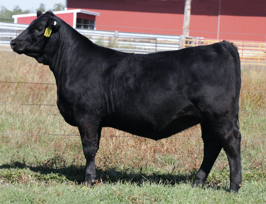 Great Lakes Region Angus Sale - KB ANGUS