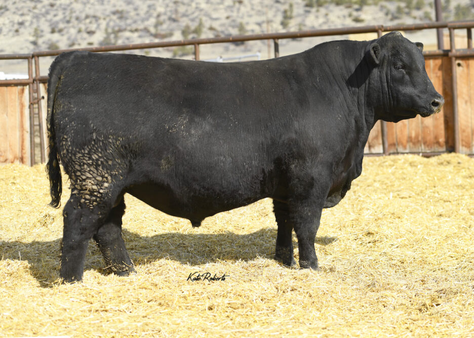 Bulls on Test - KB ANGUS