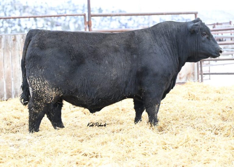 Bulls on Test - KB ANGUS